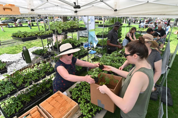 Distribution of seedlings and seeds in Saint-Laurent
